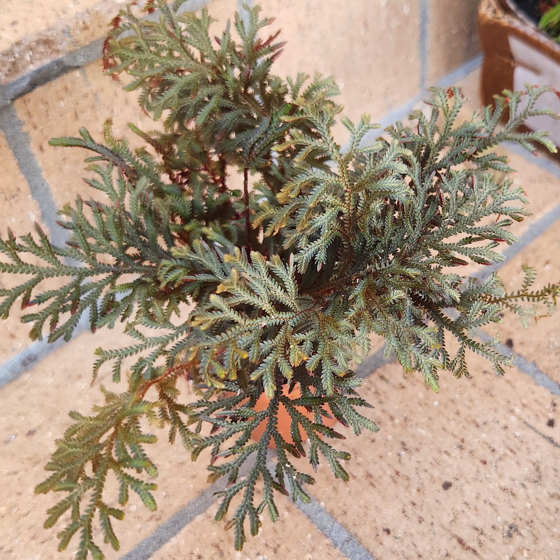 Ruby Red Spike Moss | Road to Eden Nursery